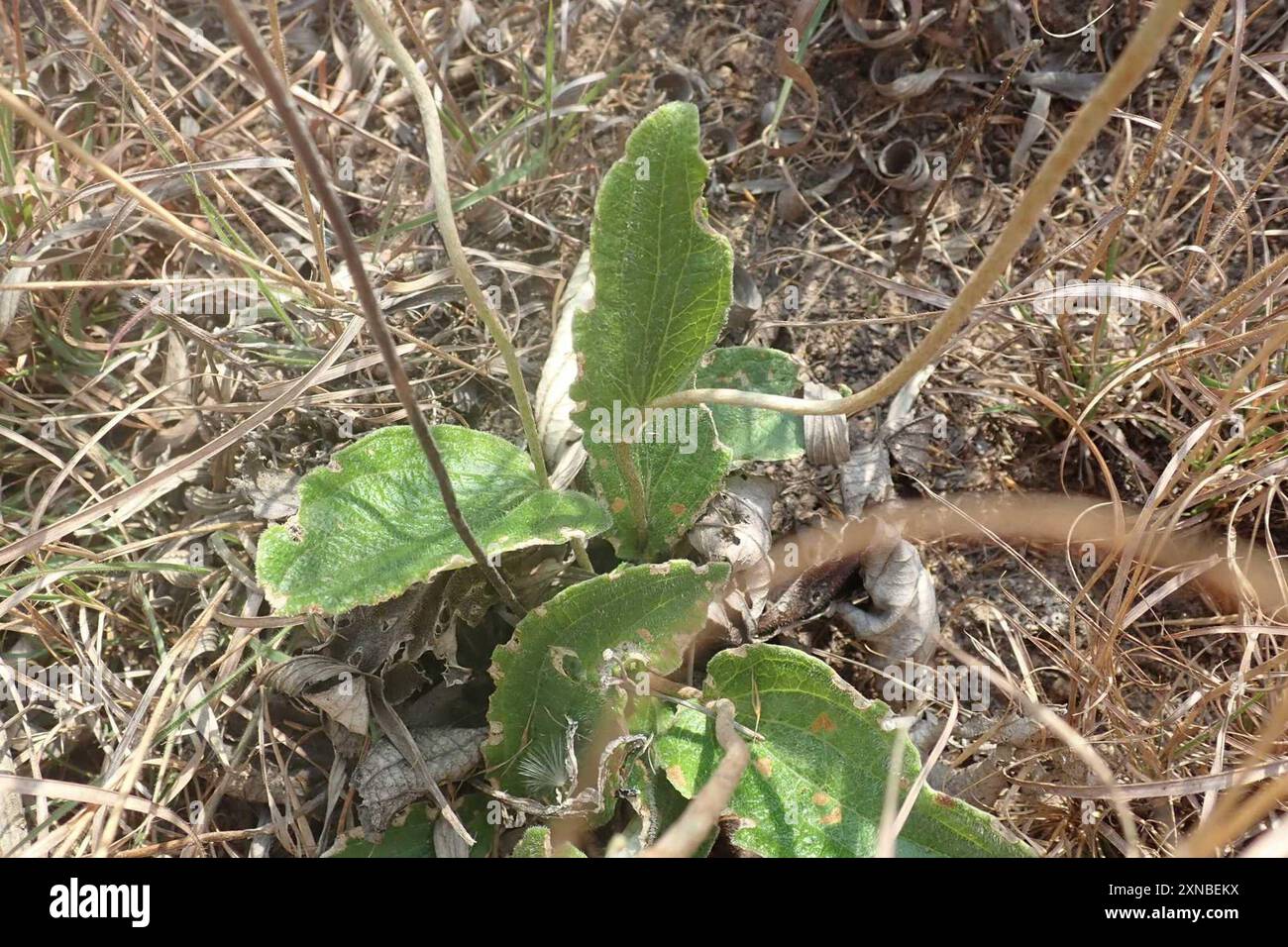 Brown Hottentot Tea Everlasting (Helichrysum nudifolium pilosellum ...