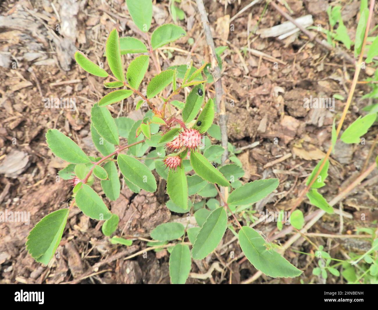 (Diplolepis polita) Insecta Stock Photo - Alamy