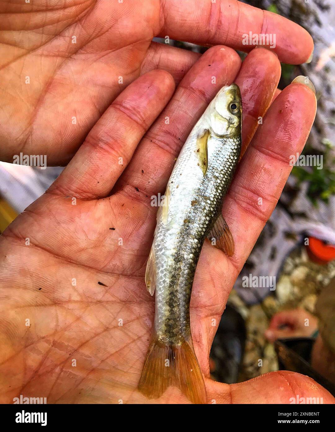 Central Stoneroller (Campostoma anomalum) Actinopterygii Stock Photo ...