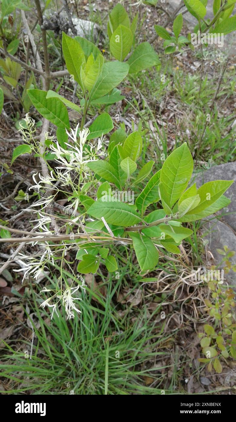 white fringetree (Chionanthus virginicus) Plantae Stock Photo - Alamy