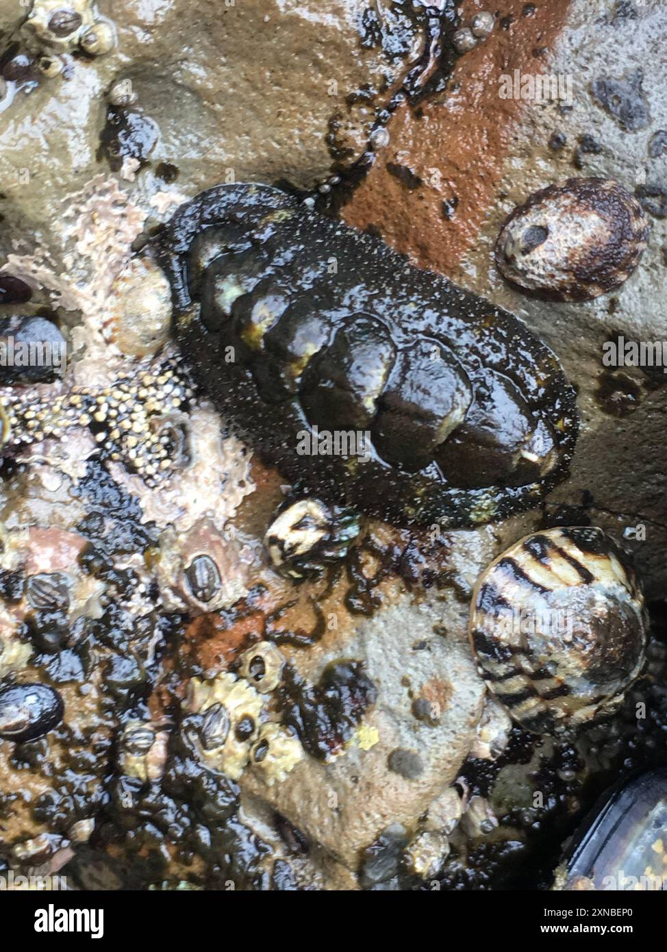 California Spiny Chiton (Nuttallina californica) Mollusca Stock Photo ...