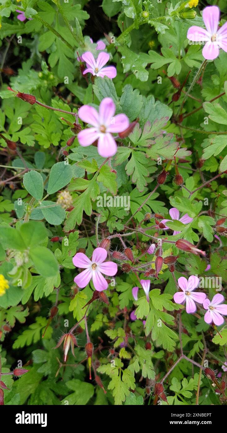 Herb Robert (Geranium robertianum) Plantae Stock Photo - Alamy