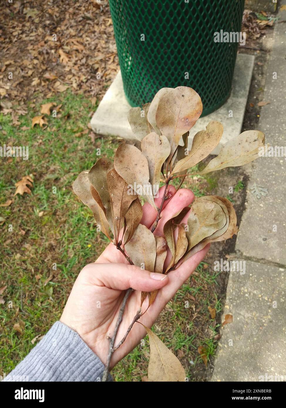 water oak (Quercus nigra) Plantae Stock Photo - Alamy