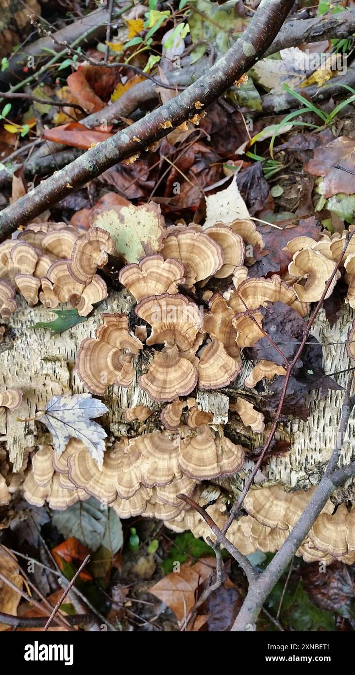 violet-toothed polypore (Trichaptum biforme) Fungi Stock Photo - Alamy