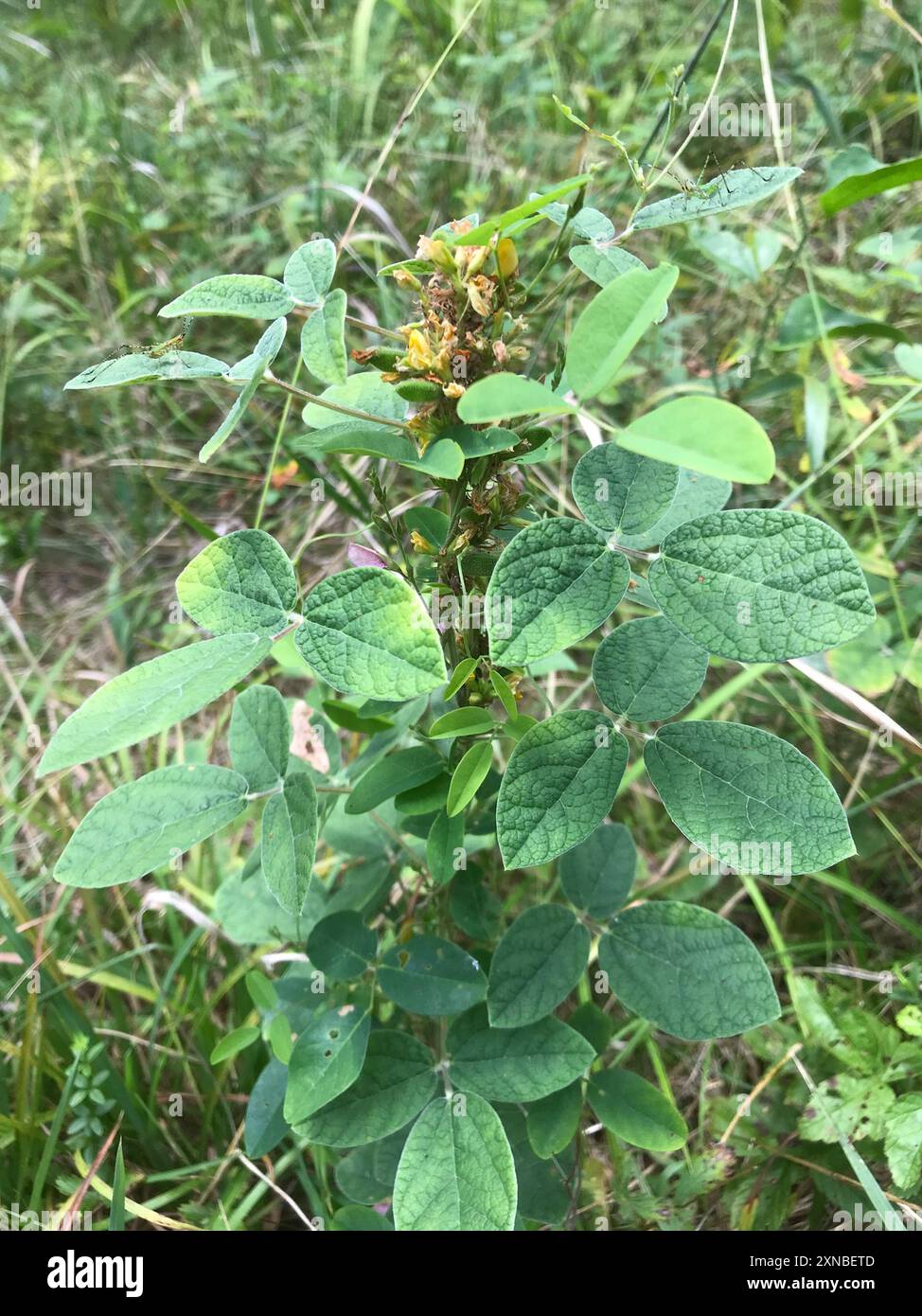 Twining Snoutbean (Rhynchosia tomentosa) Plantae Stock Photo - Alamy