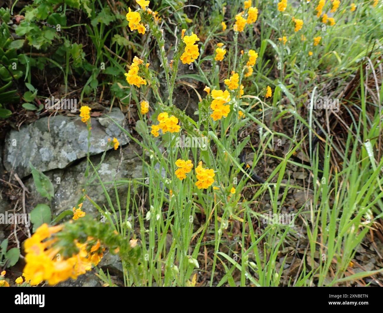 bent-flowered fiddleneck (Amsinckia lunaris) Plantae Stock Photo - Alamy
