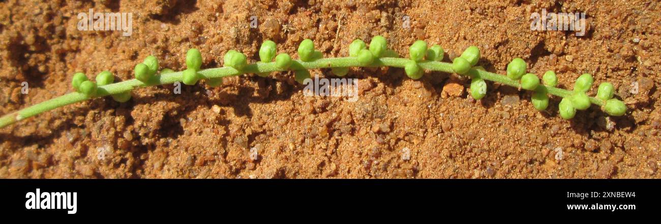 wild syringa (Burkea africana) Plantae Stock Photo - Alamy