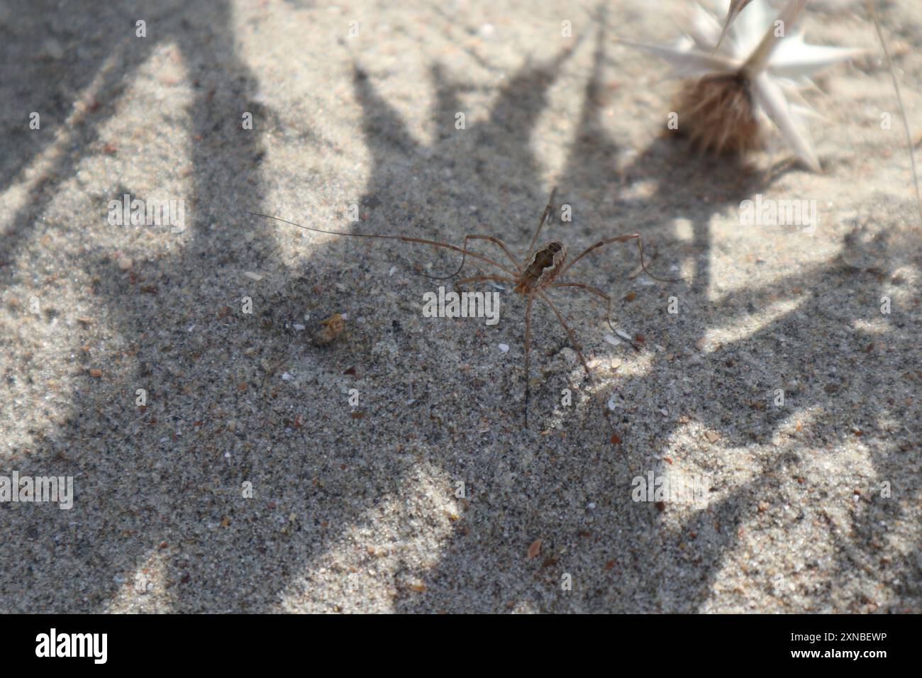 European Harvestman (Phalangium opilio) Arachnida Stock Photo - Alamy