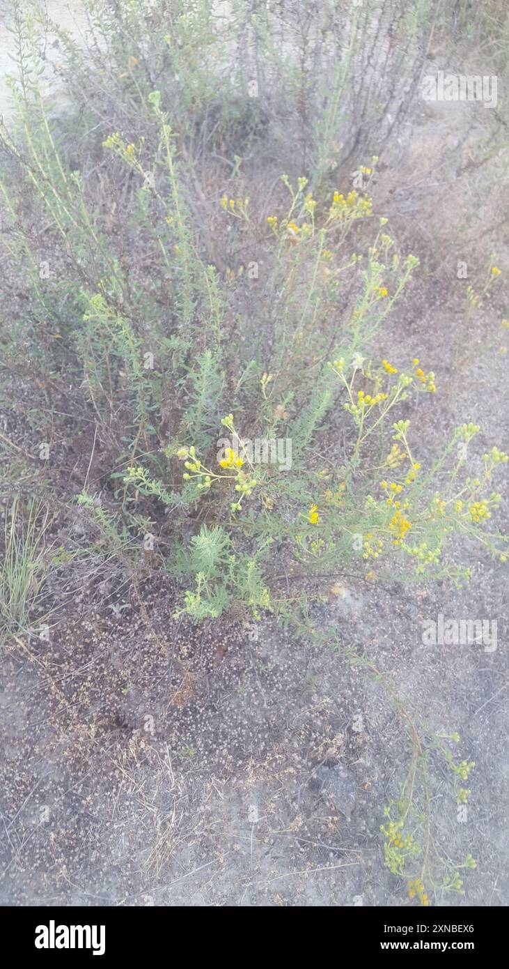 Coastal Goldenbush (Isocoma menziesii) Plantae Stock Photo - Alamy