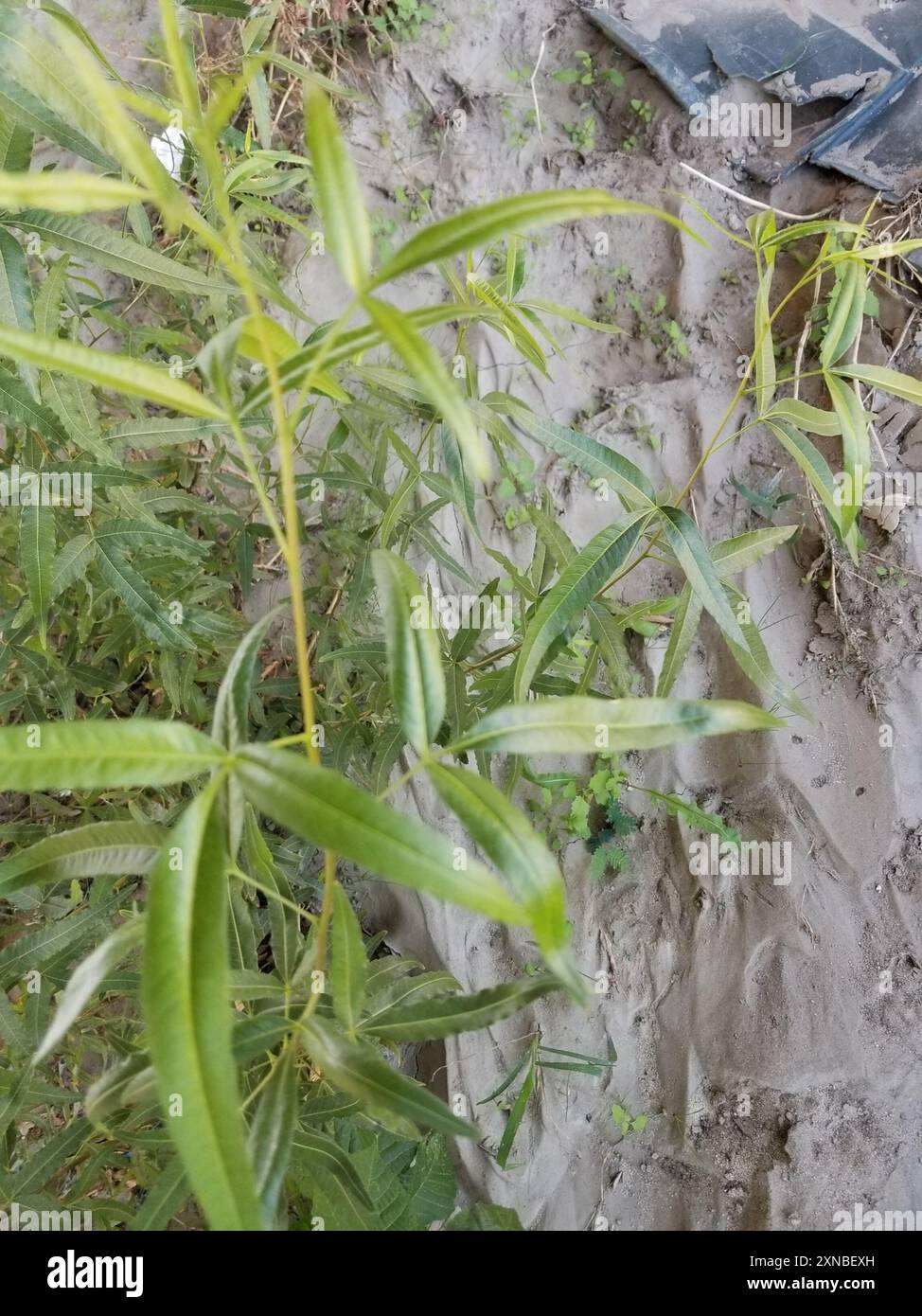 african sumac (Searsia lancea) Plantae Stock Photo - Alamy