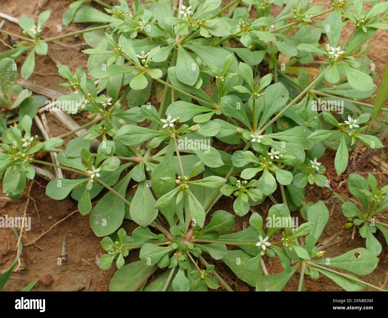 green carpetweed (Mollugo verticillata) Plantae Stock Photo - Alamy