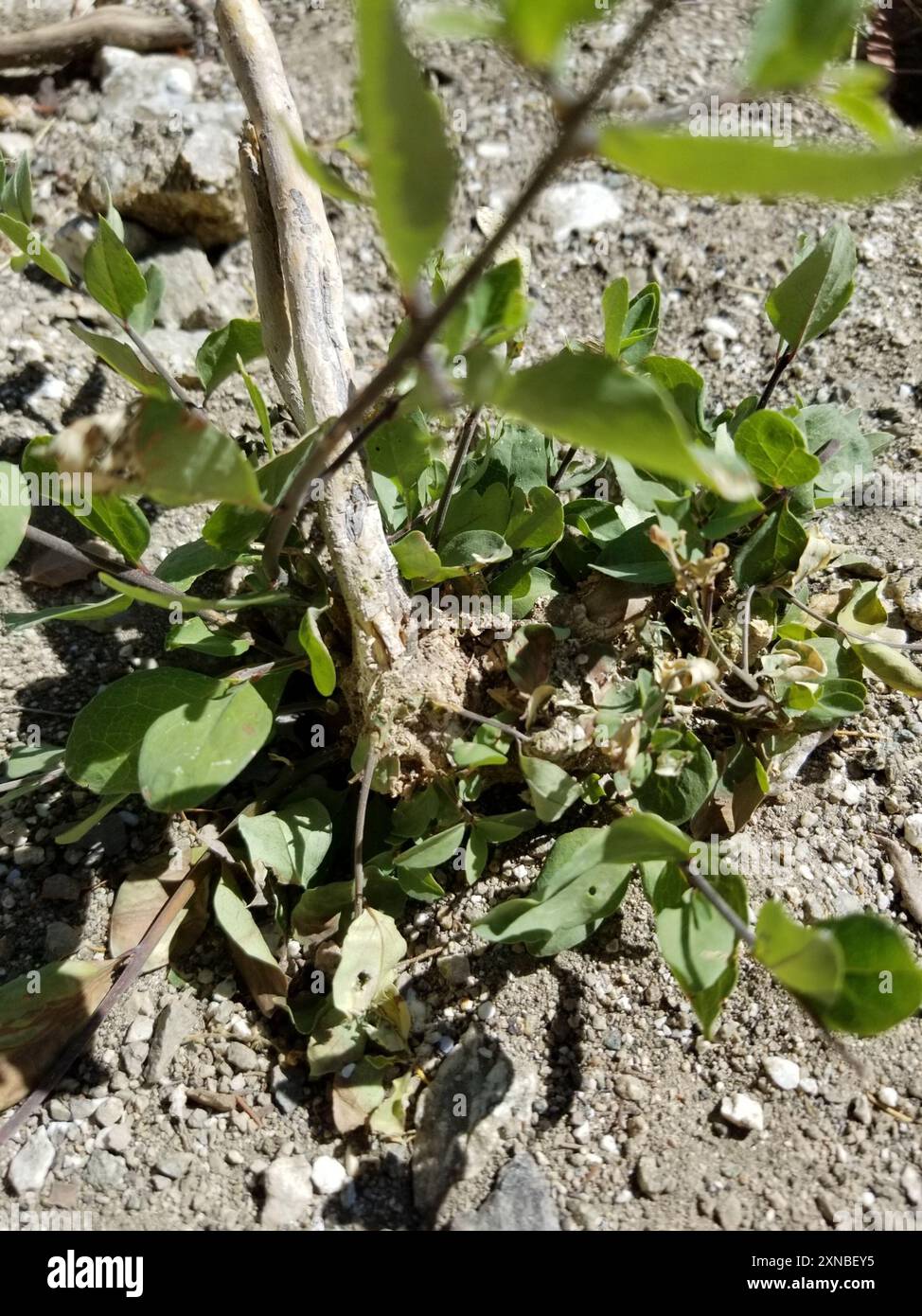 Desert Apricot (Prunus fremontii) Plantae Stock Photo - Alamy