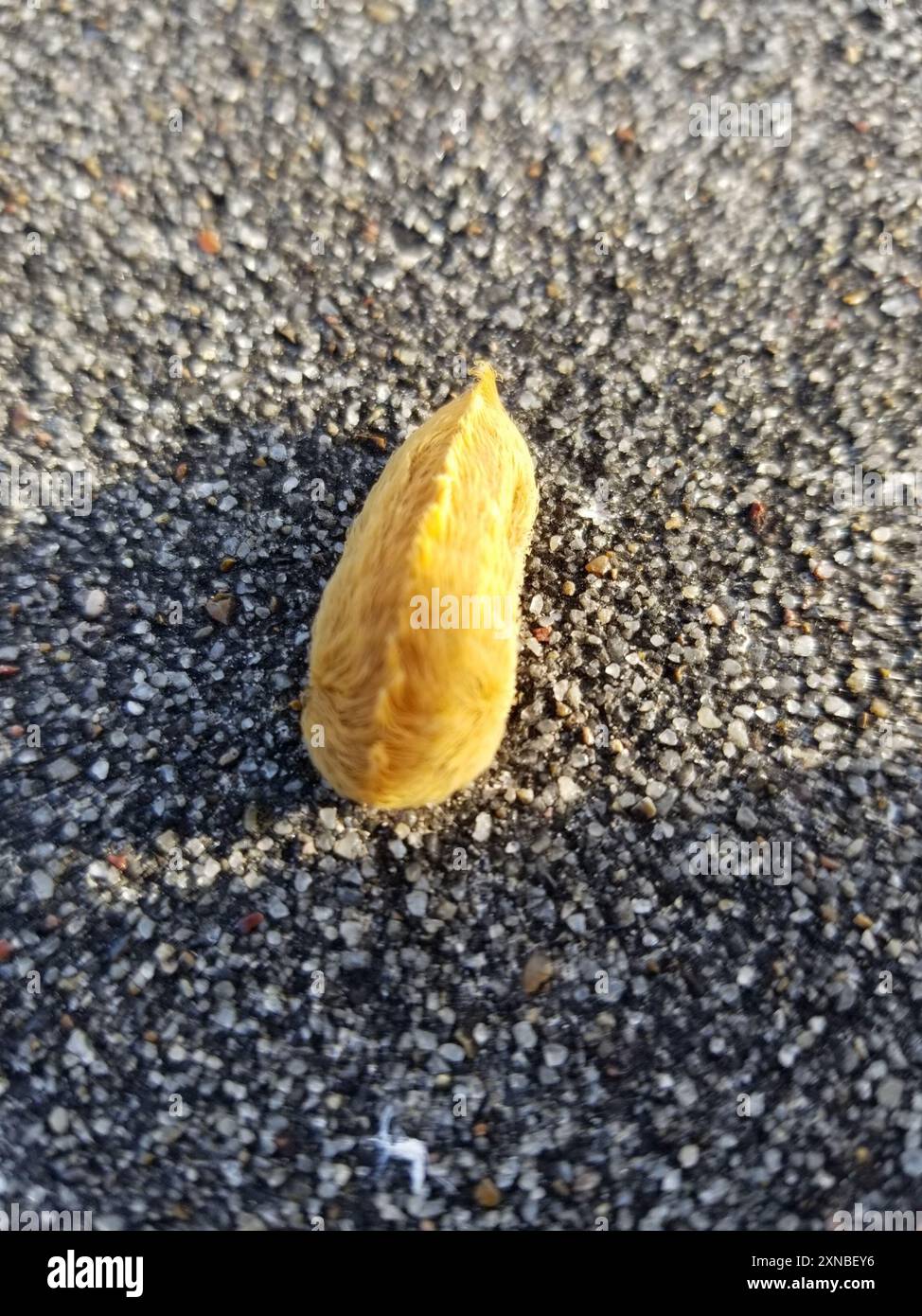 Southern Flannel Moth (Megalopyge opercularis) Insecta Stock Photo - Alamy