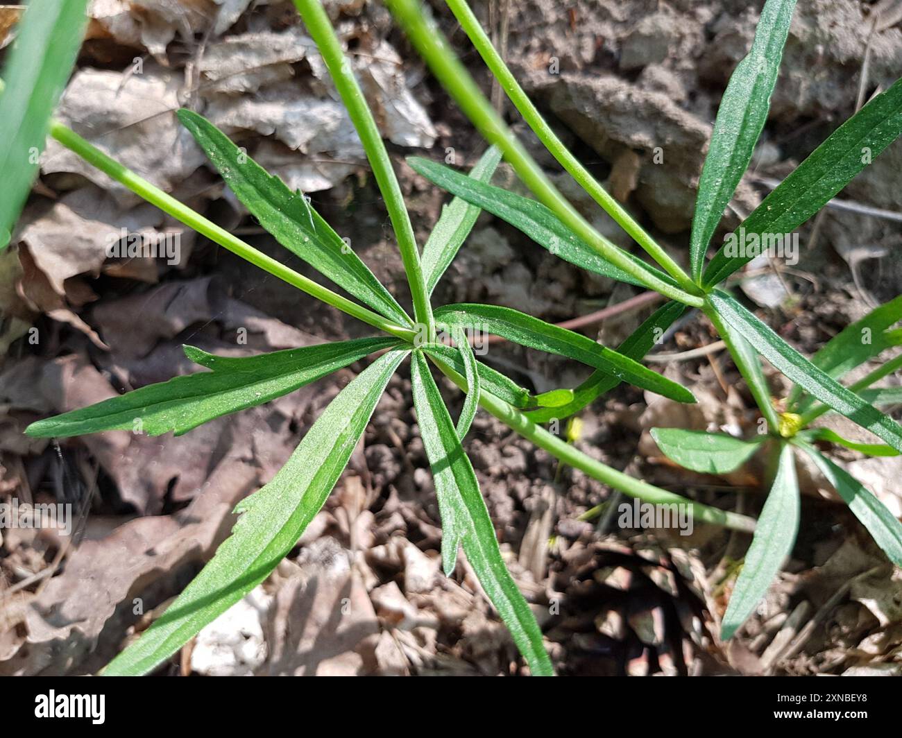Goldilocks Buttercup (Ranunculus auricomus) Plantae Stock Photo - Alamy