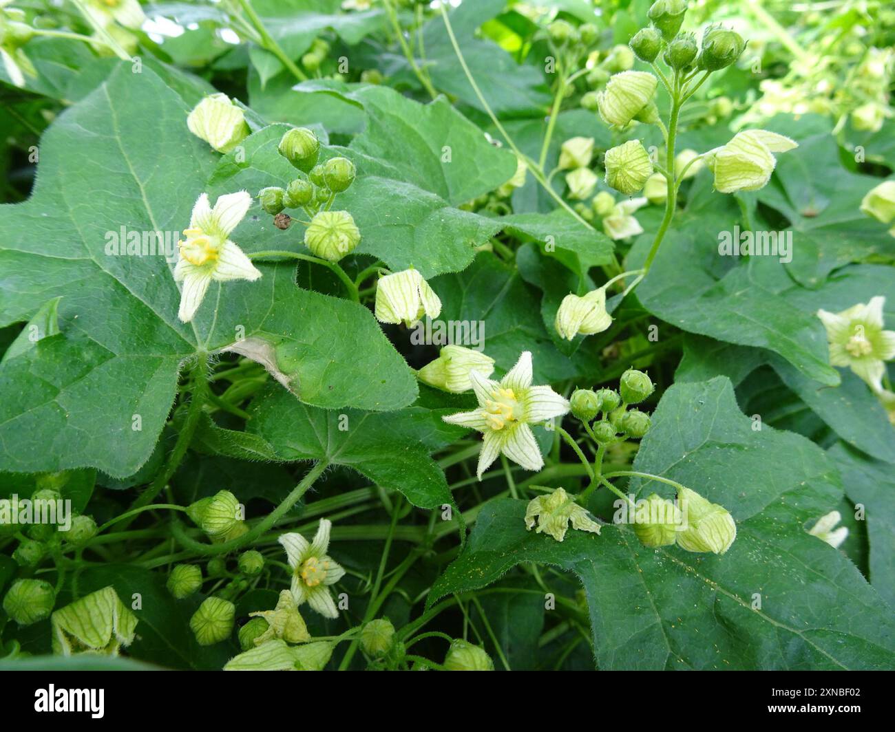 White Bryony (Bryonia cretica dioica) Plantae Stock Photo - Alamy