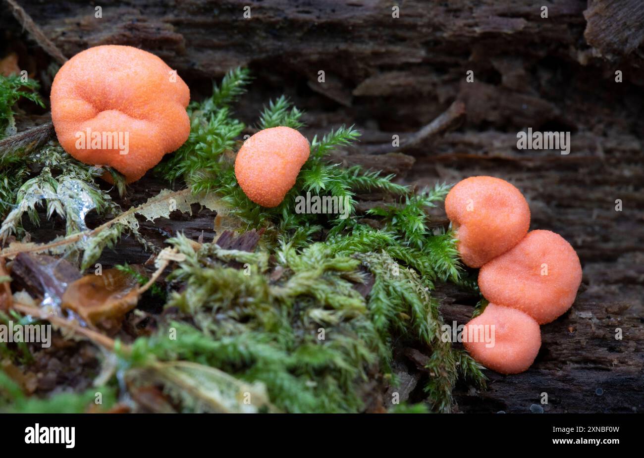 Wolfs Milks Slime Mold - Wolf's Milk - Lycogala epidendrum Stock Photo ...