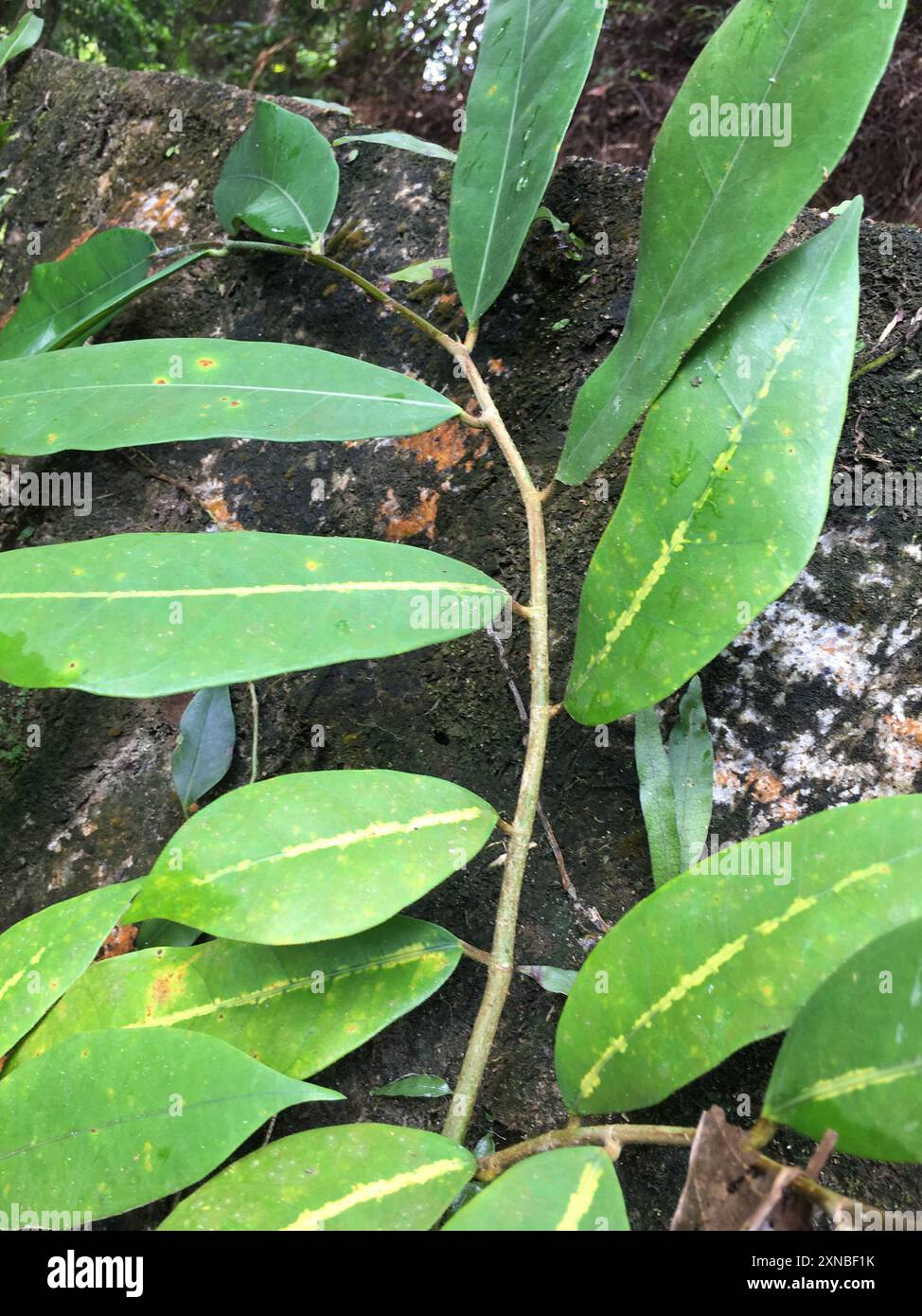 Figs (Ficus) Plantae Stock Photo - Alamy