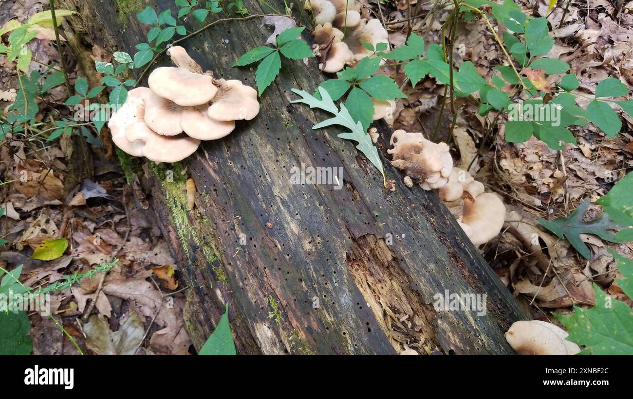 bear lentinus (Lentinellus ursinus) Fungi Stock Photo - Alamy