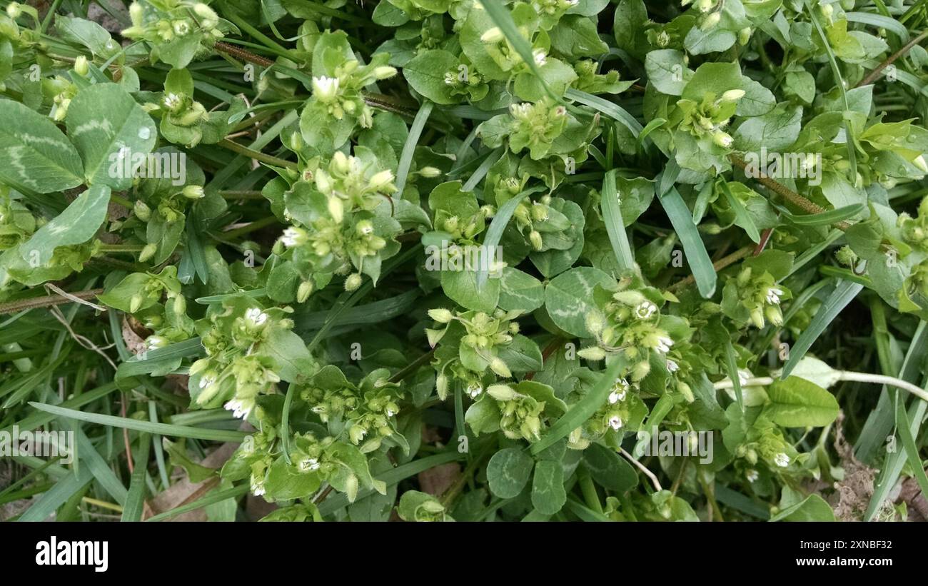 chickweeds (Stellaria) Plantae Stock Photo - Alamy