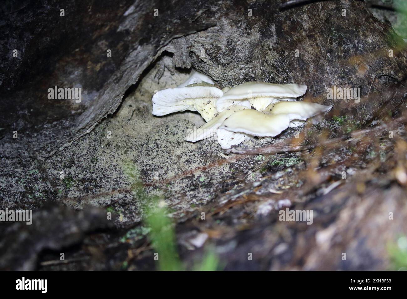 ghost fungus (Omphalotus nidiformis) Fungi Stock Photo - Alamy
