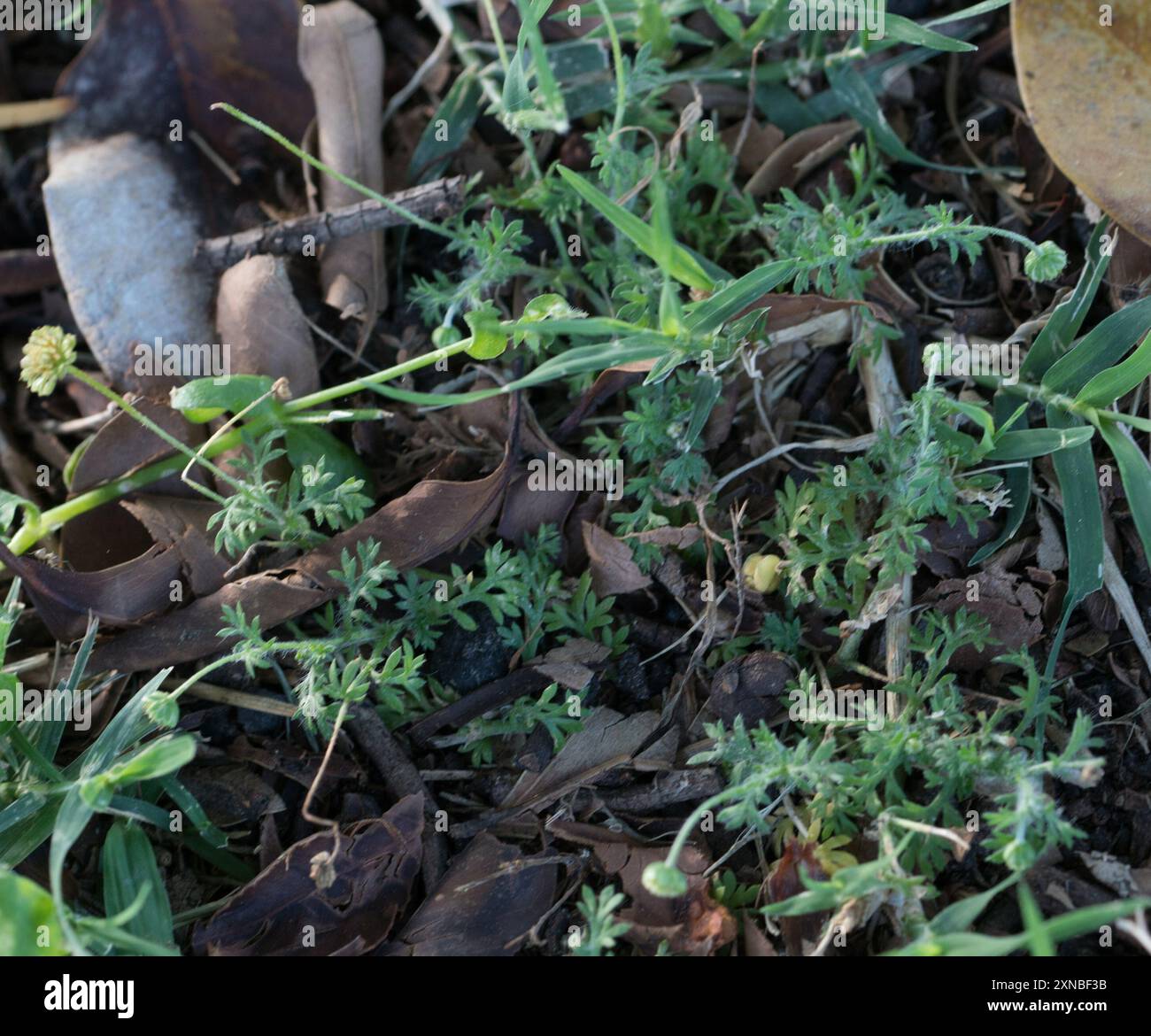 Common Cotula (Cotula australis) Plantae Stock Photo - Alamy