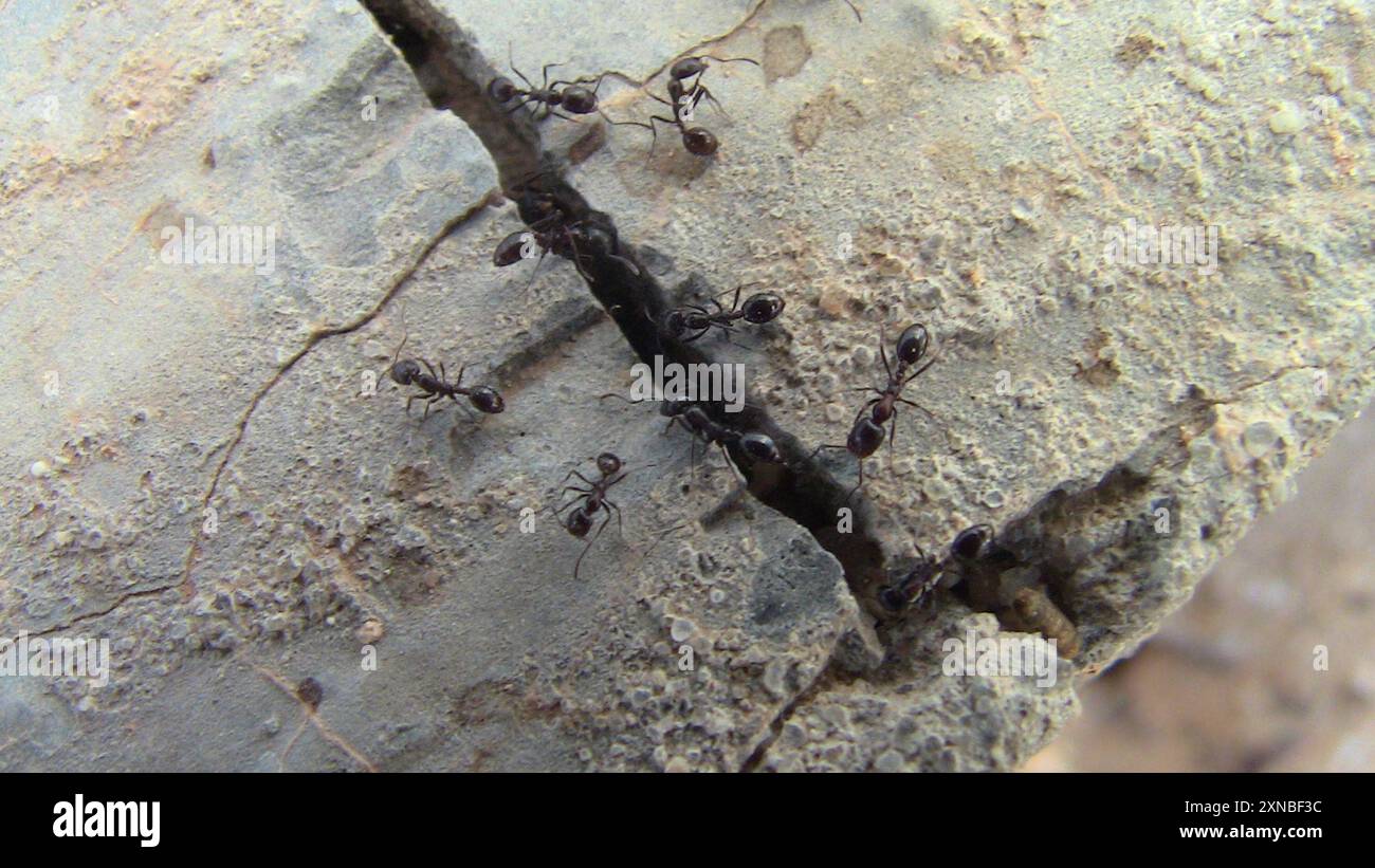 Trailing, Pharaoh, and Timid Ants (Monomorium) Insecta Stock Photo - Alamy