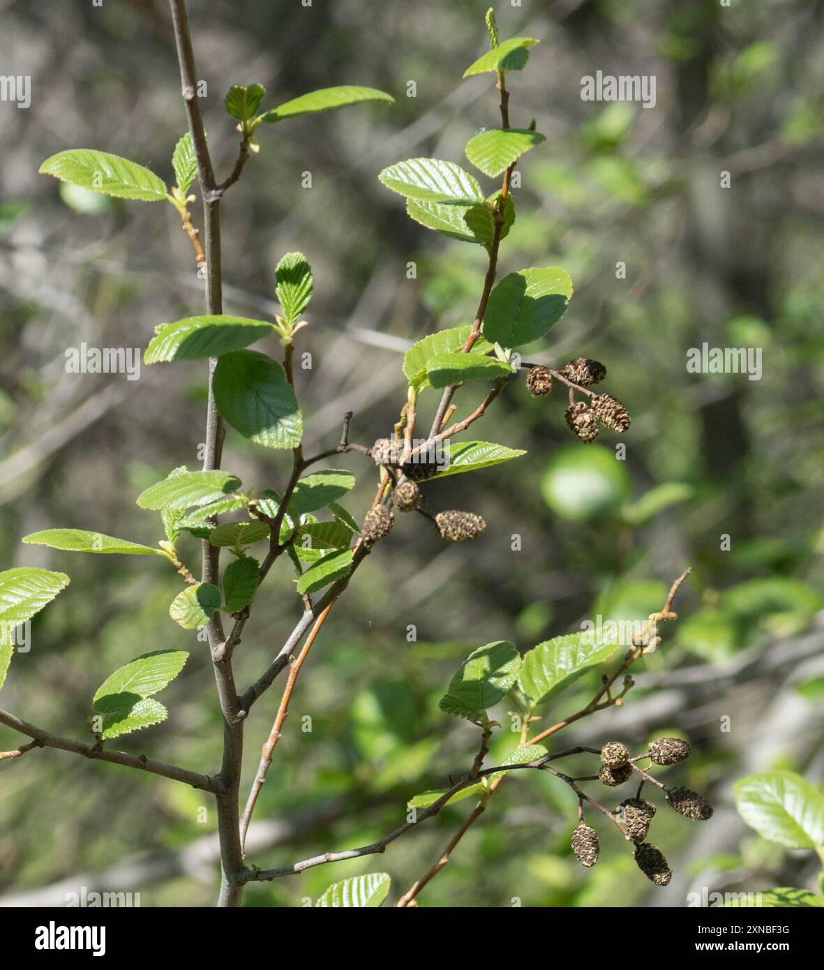 white alder (Alnus rhombifolia) Plantae Stock Photo - Alamy