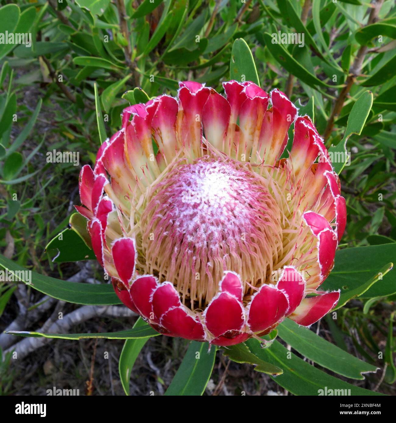 Limestone Sugarbush (Protea obtusifolia) Plantae Stock Photo - Alamy