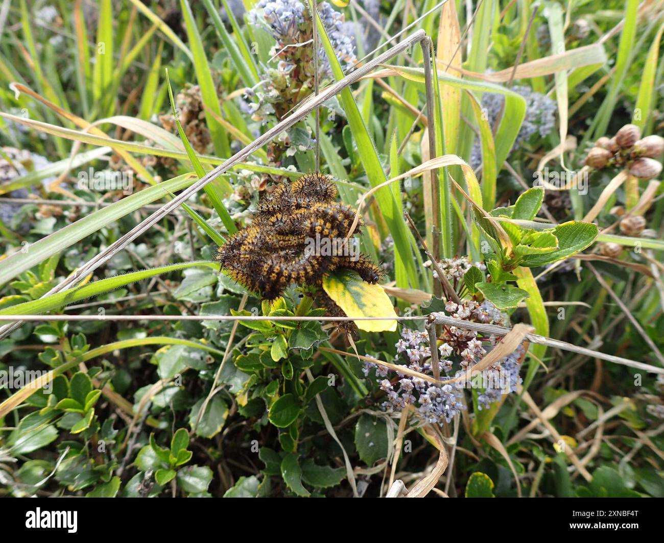Mount Vision ceanothus (Ceanothus gloriosus porrectus) Plantae Stock ...
