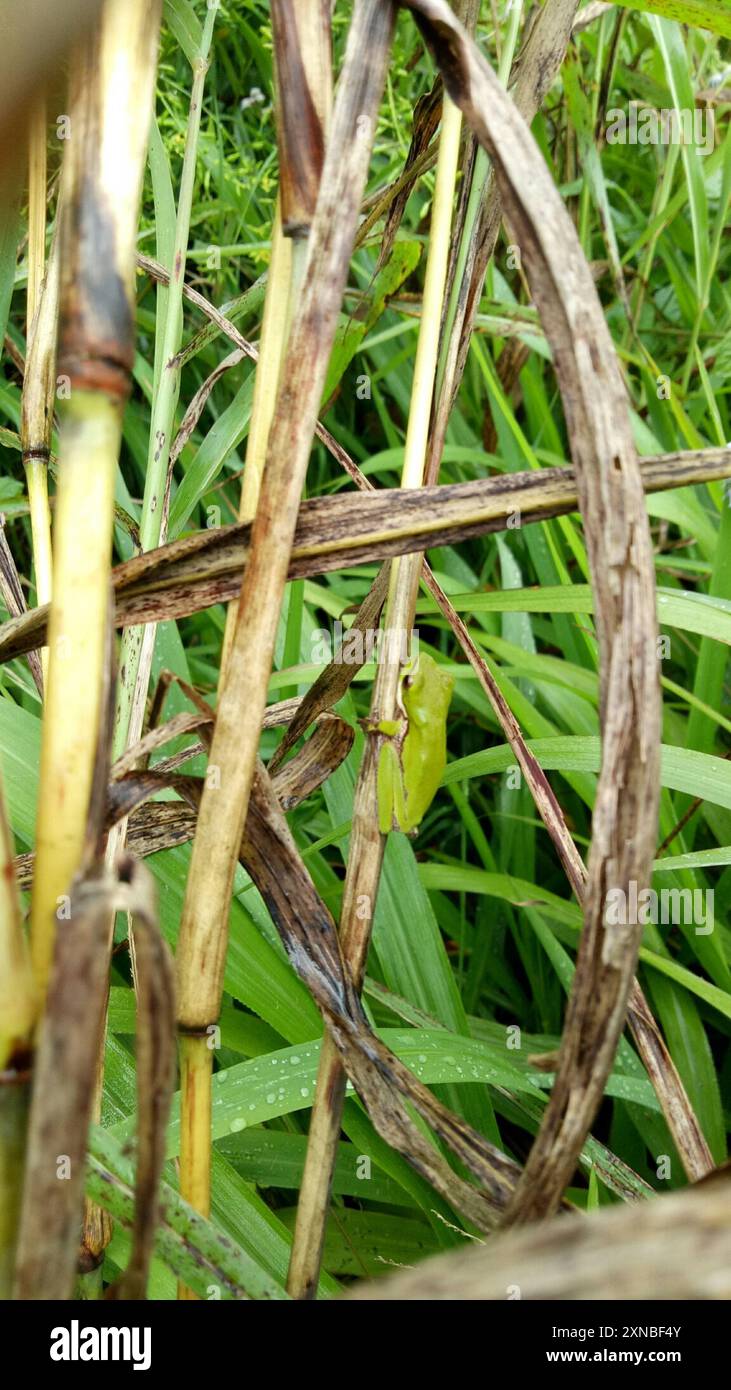 Eastern Dwarf Tree Frog (Litoria fallax) Amphibia Stock Photo - Alamy