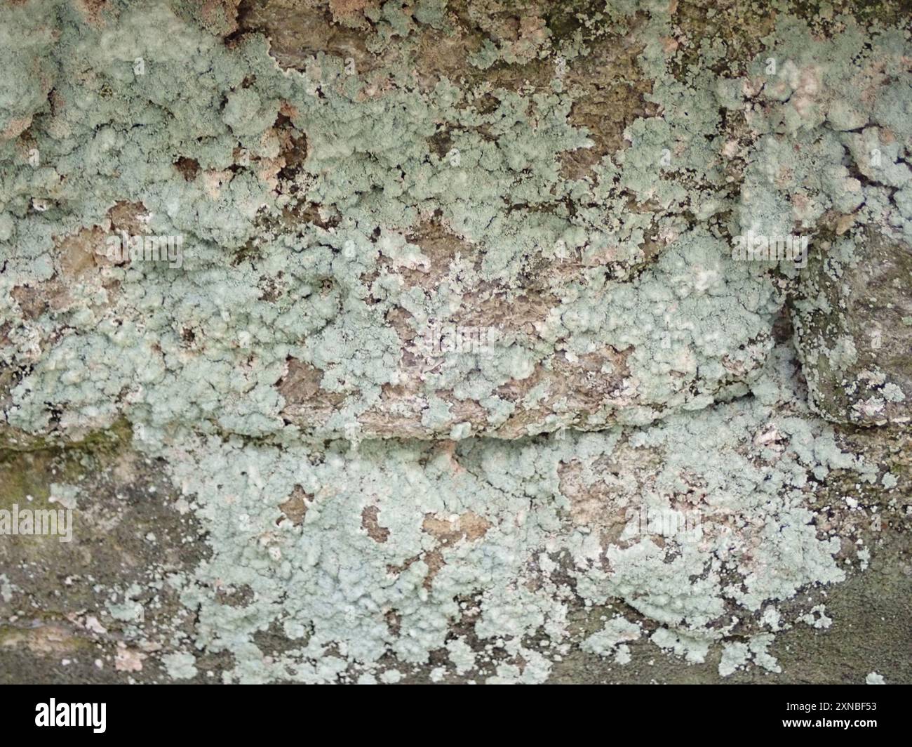 Fluffy Dust Lichen (Lepraria finkii) Fungi Stock Photo - Alamy