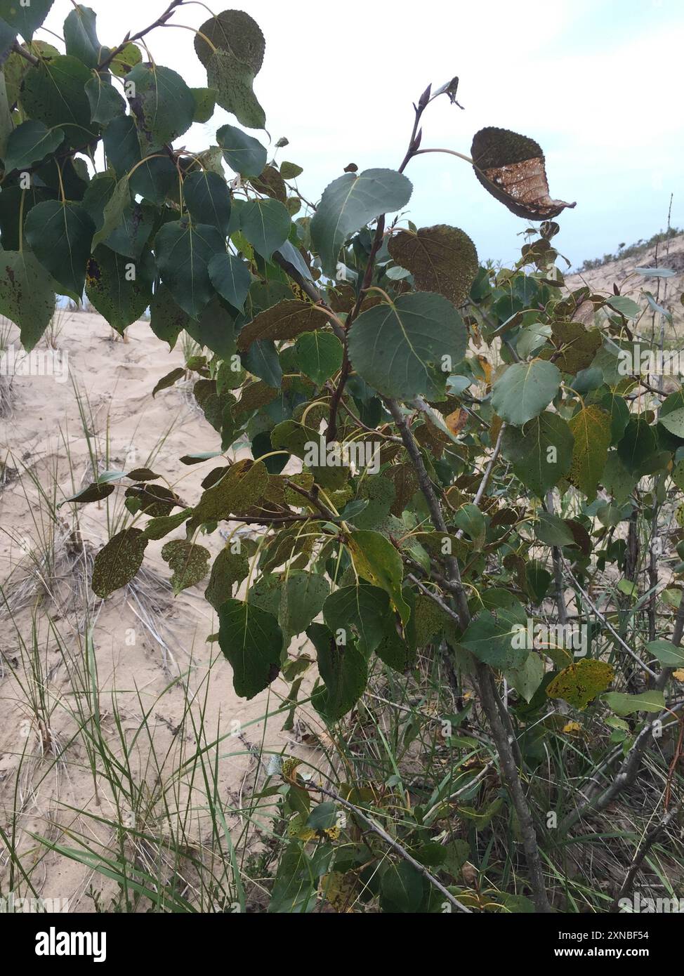 balsam poplar (Populus balsamifera) Plantae Stock Photo - Alamy