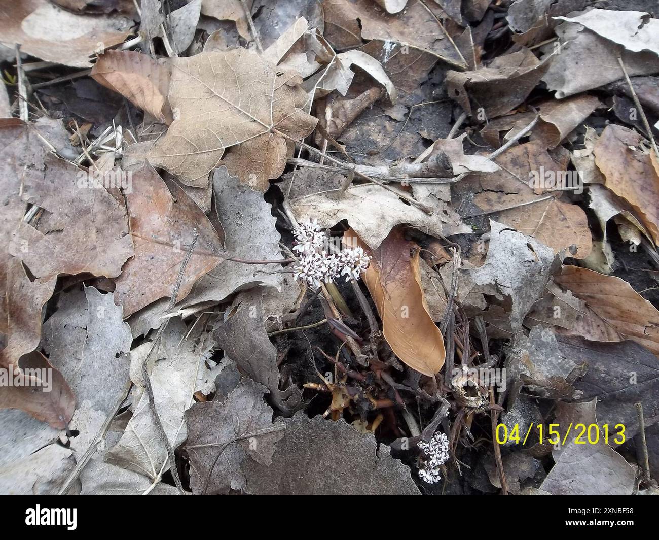 harbinger of spring (Erigenia bulbosa) Plantae Stock Photo - Alamy