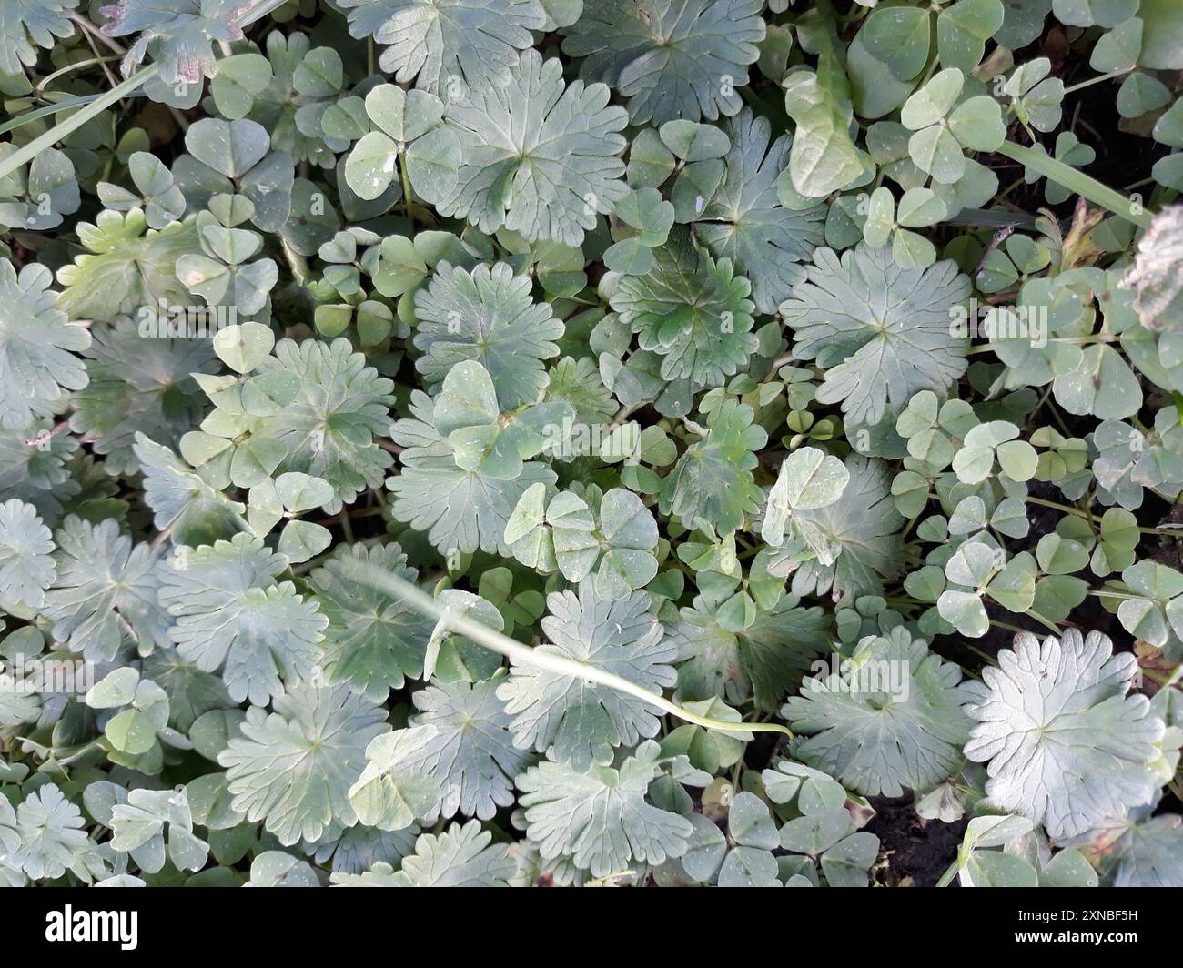 Spotted medick (Medicago arabica) Plantae Stock Photo - Alamy