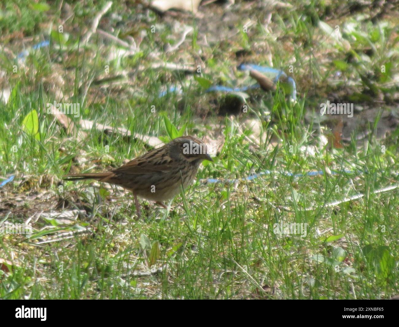 Lincoln's Sparrow (Melospiza lincolnii) Aves Stock Photo - Alamy