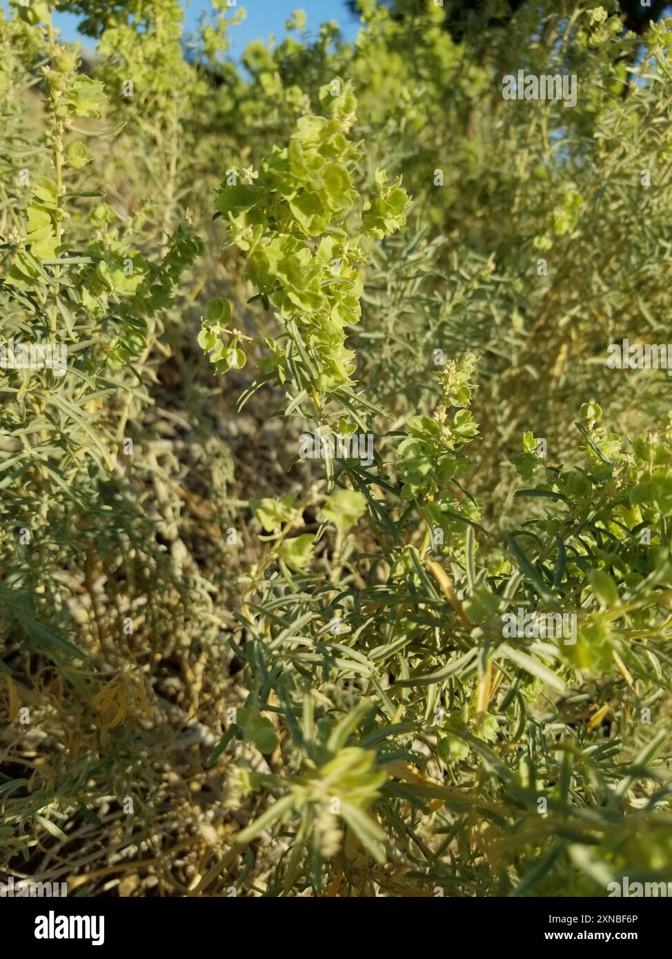 Fourwing Saltbush (Atriplex canescens) Plantae Stock Photo - Alamy