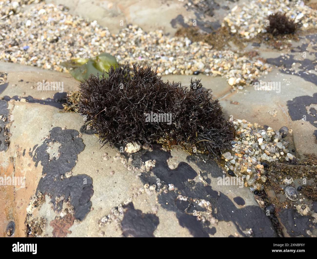 Scouring-pad alga (Endocladia muricata) Plantae Stock Photo - Alamy