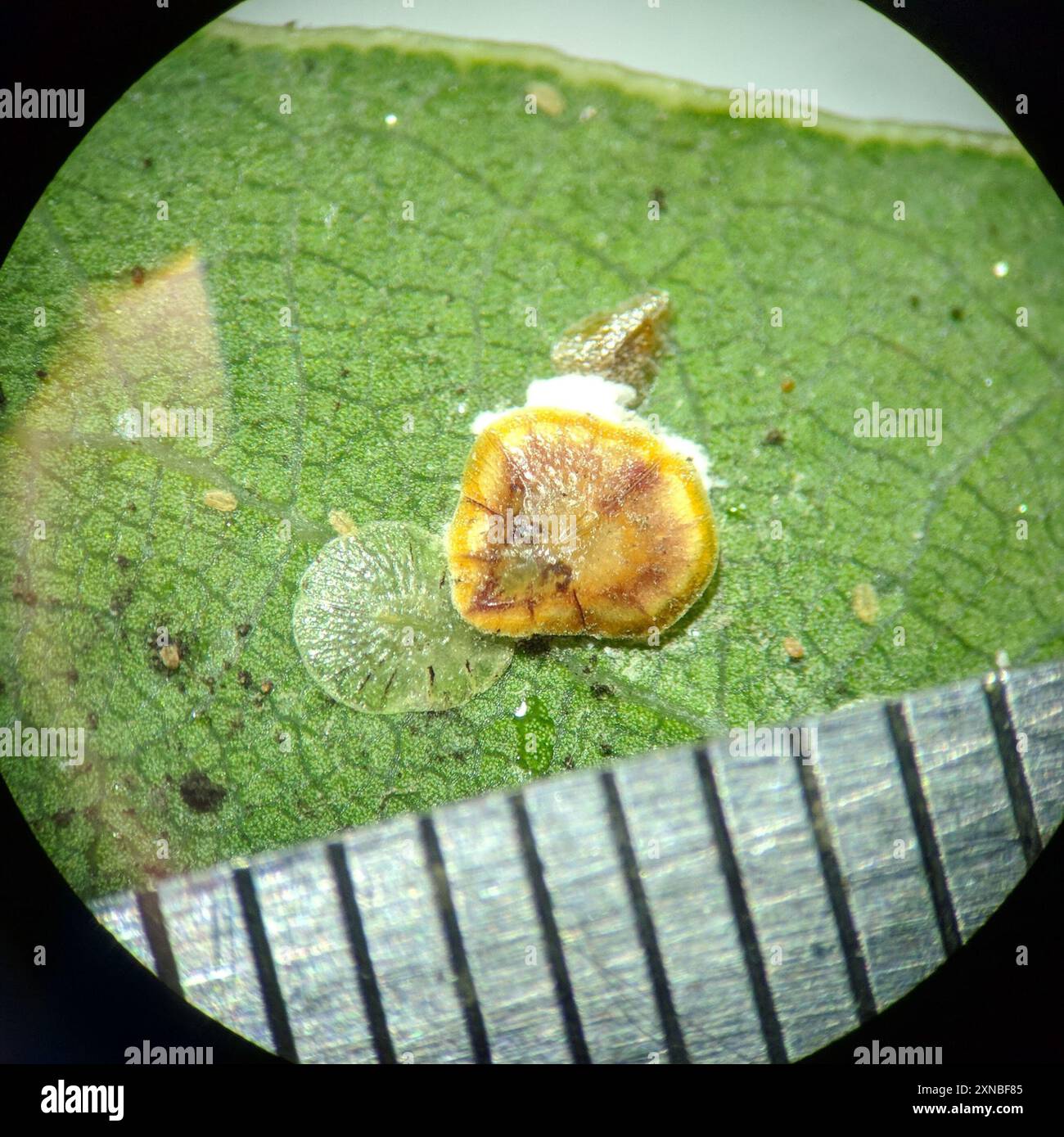 Pyriform Scale (Protopulvinaria pyriformis) Insecta Stock Photo - Alamy