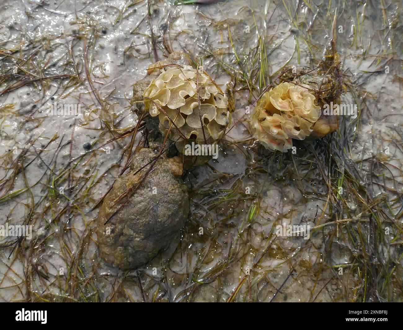 Eastern Banded Tulip (Cinctura hunteria) Mollusca Stock Photo - Alamy
