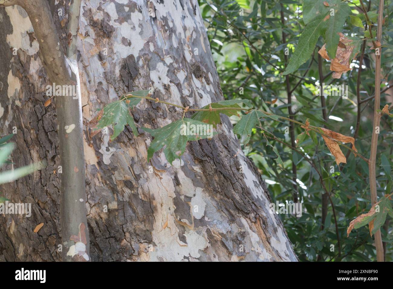 western sycamore (Platanus racemosa) Plantae Stock Photo - Alamy