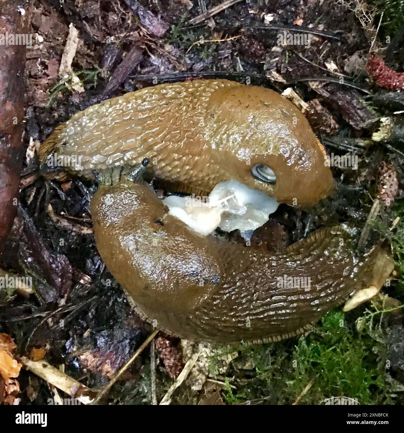 Arion Slugs (Arion) Mollusca Stock Photo - Alamy