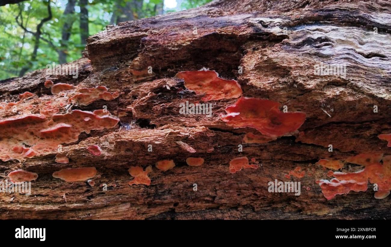 Trembling Crust (Merulius tremellosus) Fungi Stock Photo - Alamy