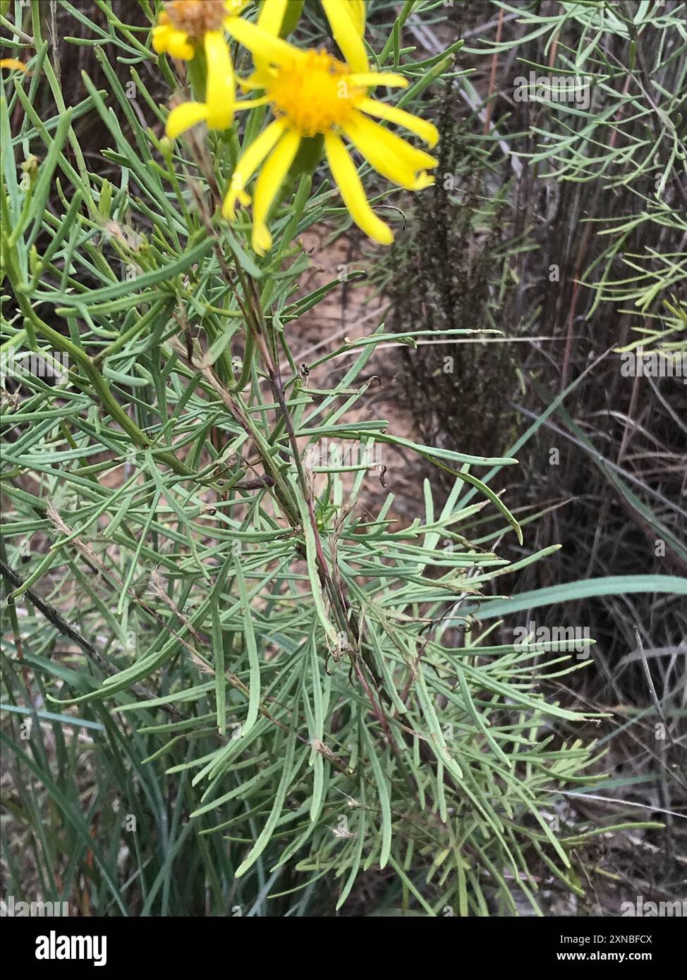 Riddell's ragwort (Senecio riddellii) Plantae Stock Photo - Alamy
