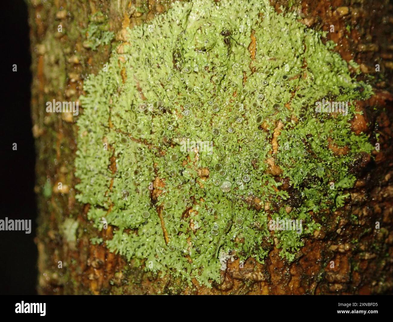 Smooth Shadow-crust Lichen (Hyperphyscia syncolla) Fungi Stock Photo ...