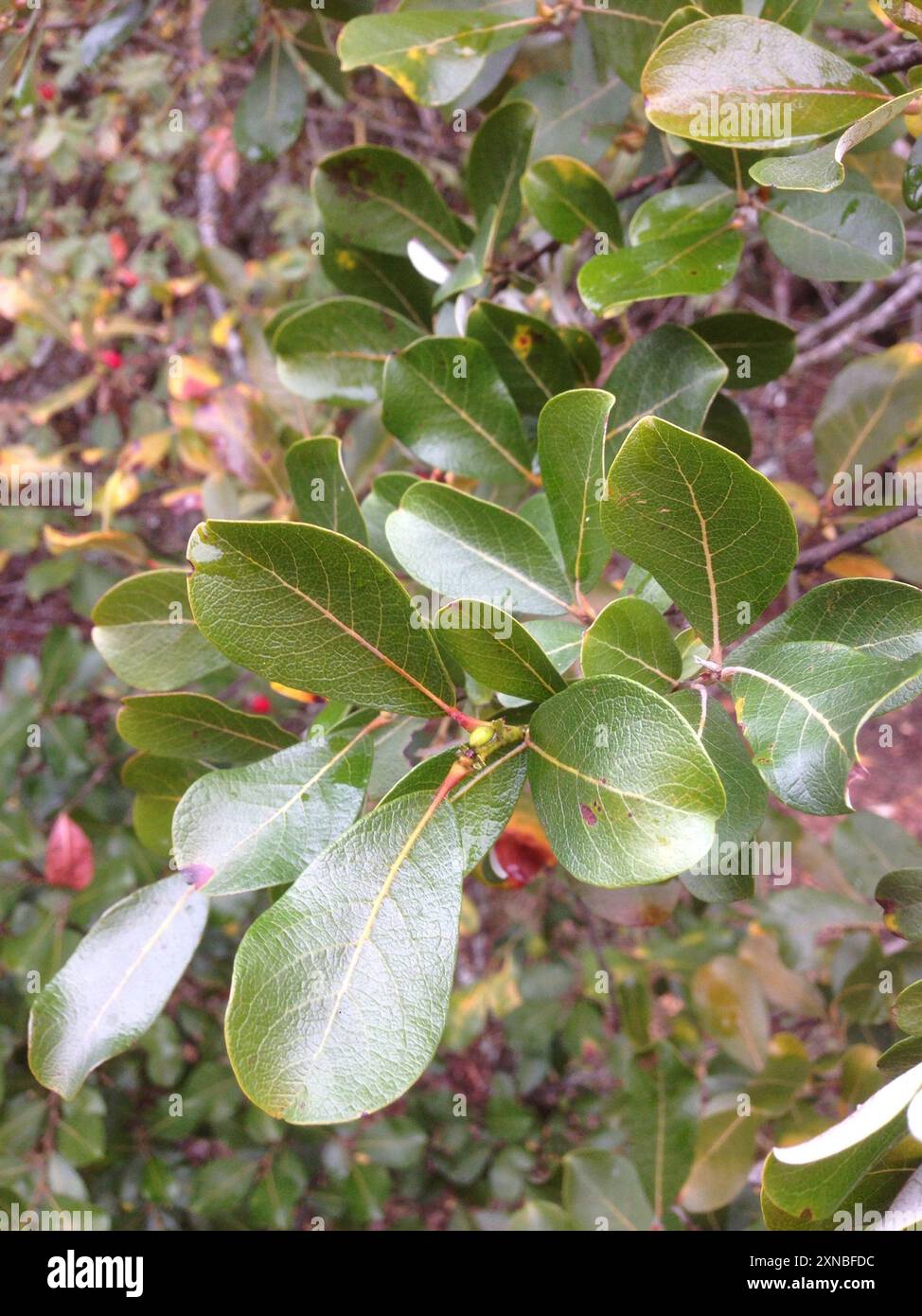 Scouler's willow (Salix scouleriana) Plantae Stock Photo - Alamy