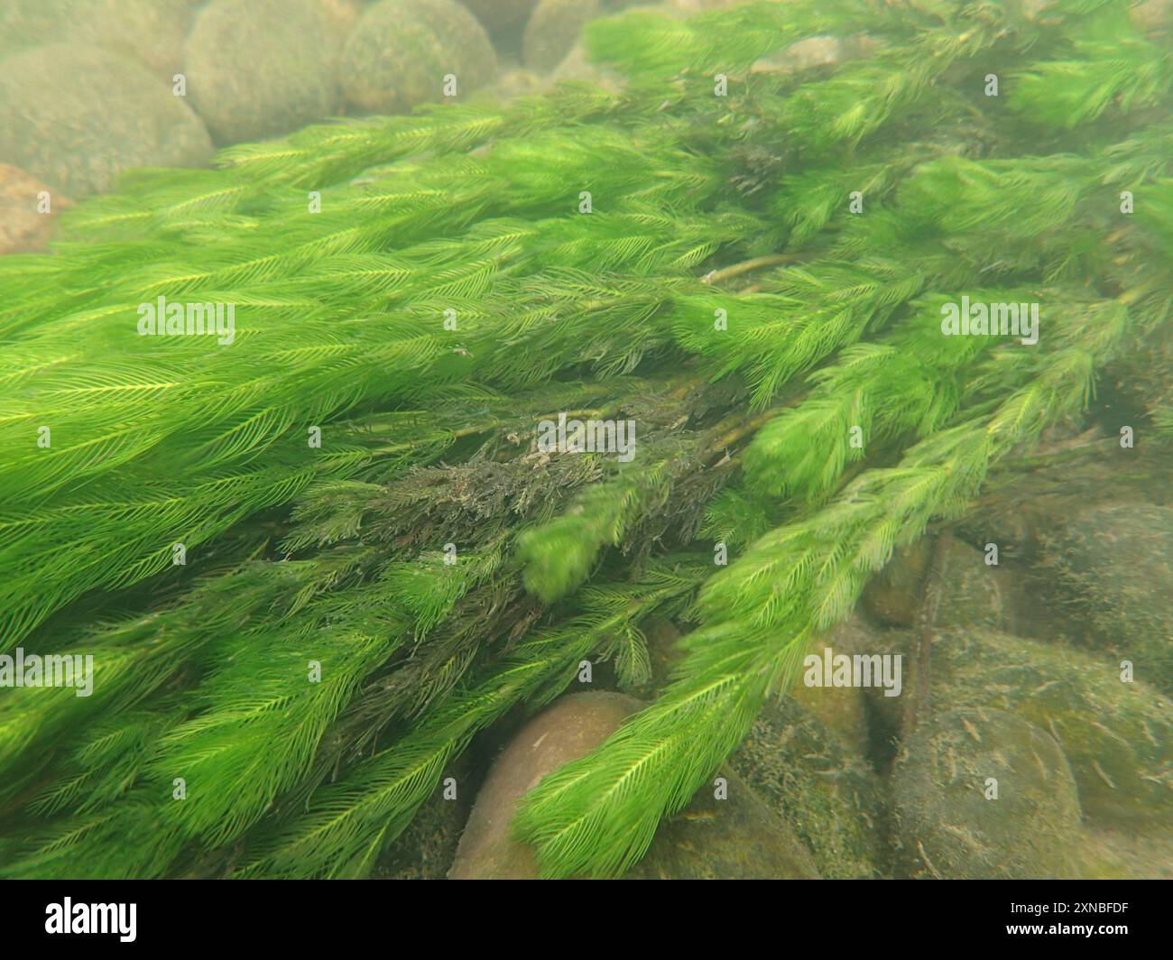 Eurasian water-milfoil (Myriophyllum spicatum) Plantae Stock Photo - Alamy
