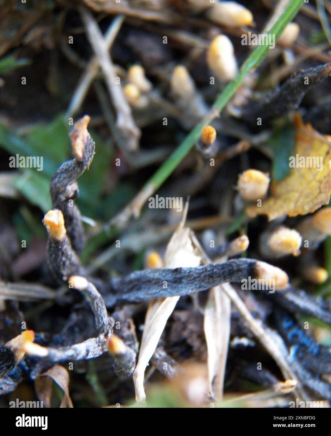 Candlesnuff Fungus (Xylaria hypoxylon) Fungi Stock Photo - Alamy