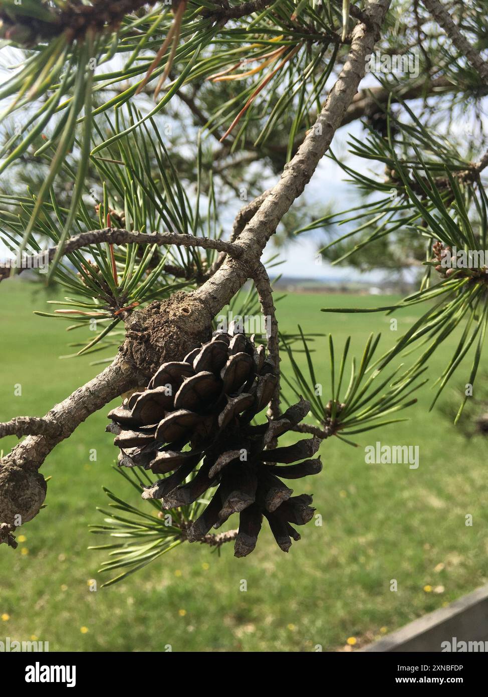 Virginia pine (Pinus virginiana) Plantae Stock Photo - Alamy