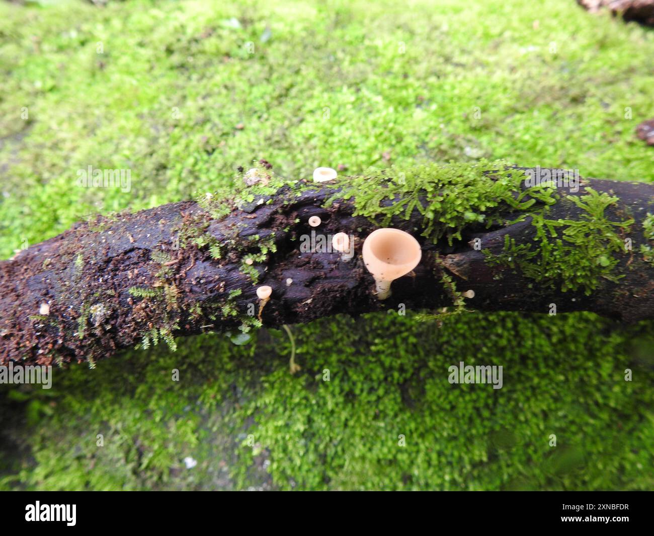 (Cookeina colensoi) Fungi Stock Photo - Alamy