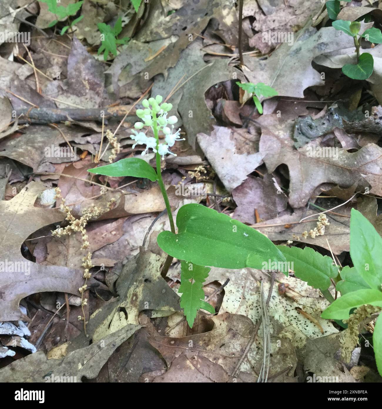 Canada mayflower (Maianthemum canadense) Plantae Stock Photo - Alamy